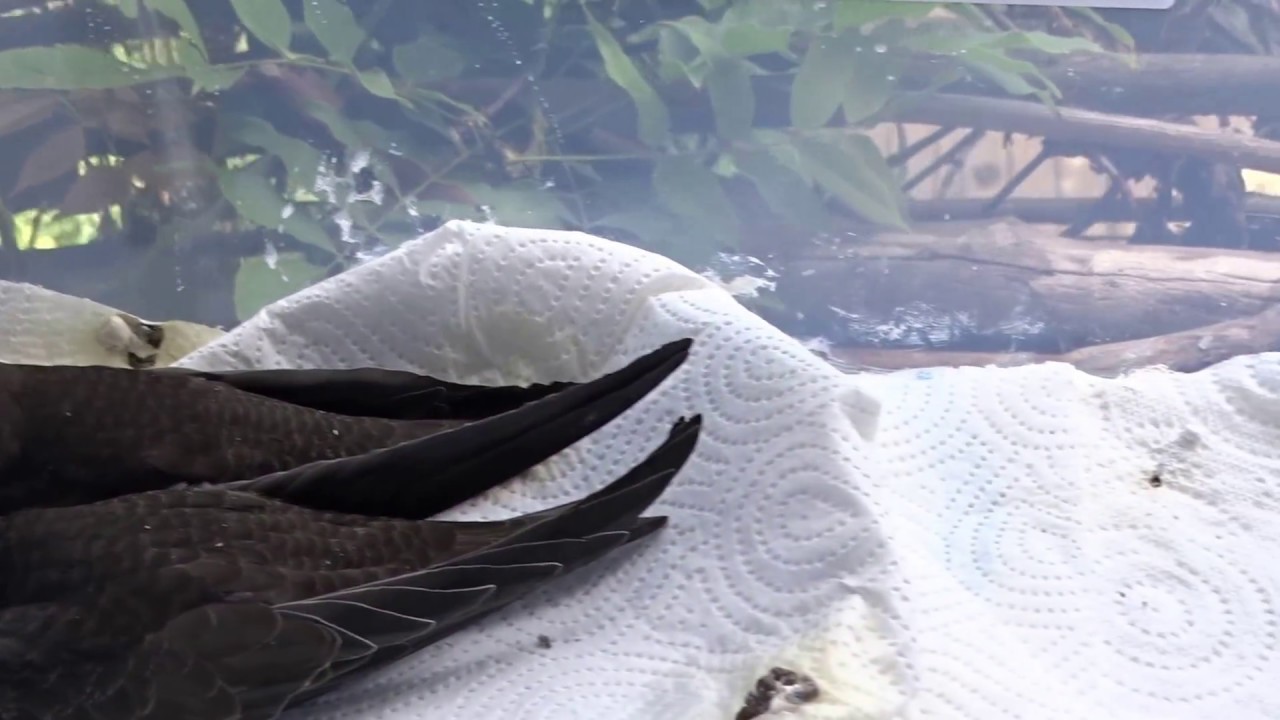 "Baby" Swift Calls - YouTube