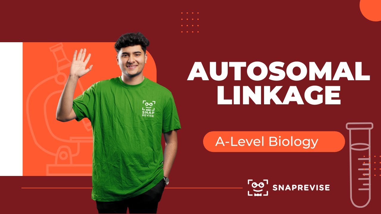 Autosomal Linkage | A-Level Biology - YouTube