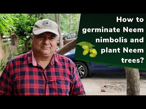 How to collect Neem nimboli and plant neem trees? - YouTube