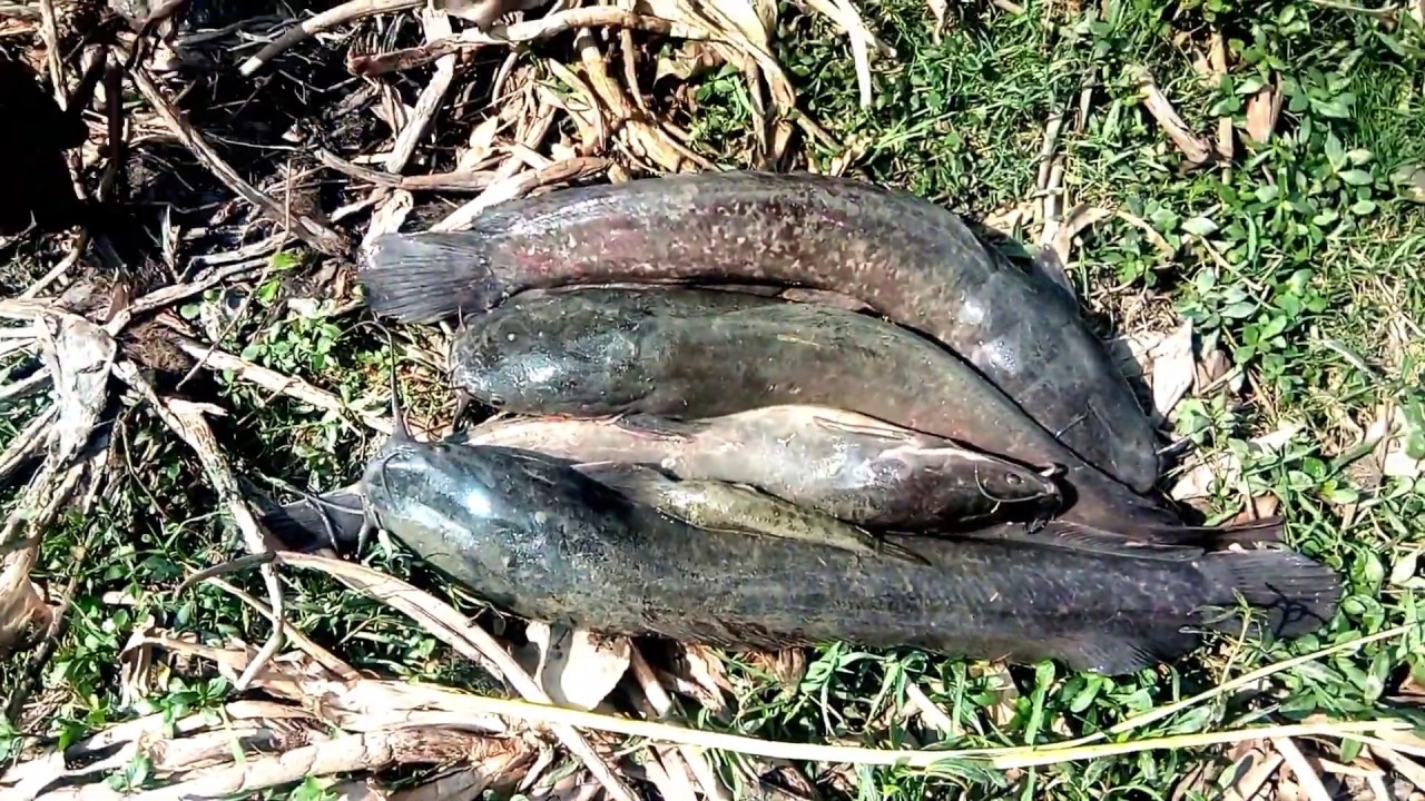 Best Hand Fishing | Hand Fish Catching In Village! Amazing Fishing in ...