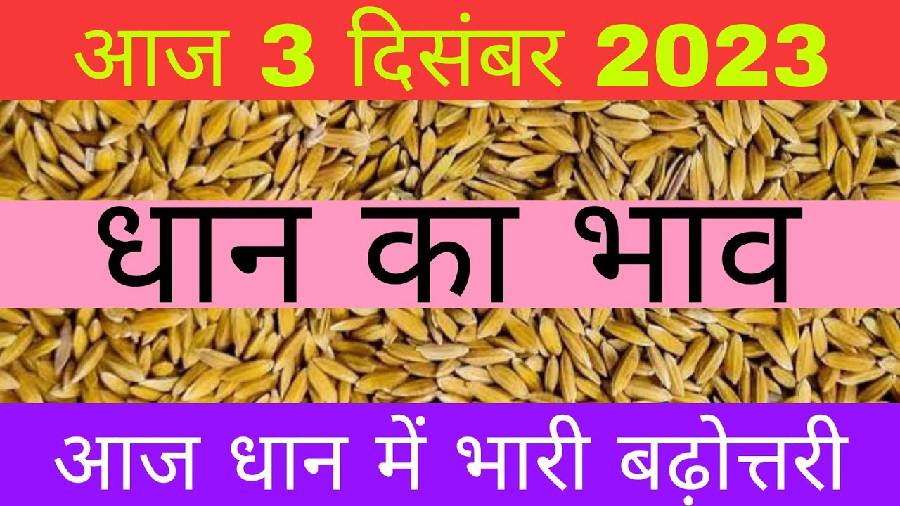 धान के भाव, 3 दिसंबर 2023 | dhan ke bhav | 1509 dhan ke bhav | basmati ...