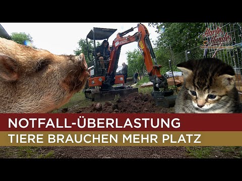 Nur WENIGE TAGE für den Auslaufbau! | Harte Hunde
