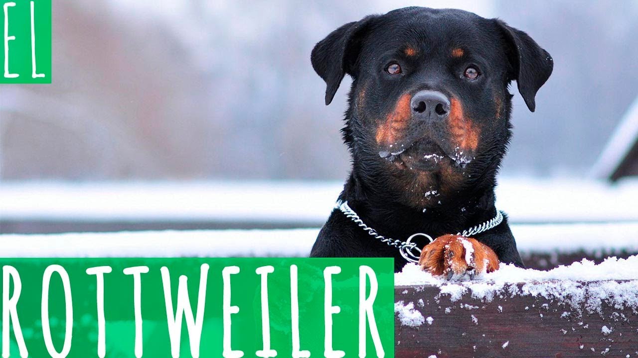 ROTTWEILER - YouTube