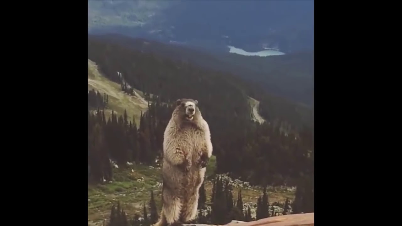 Funny animal screaming meme!! - YouTube