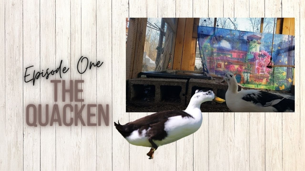 The Quacken Episode One - YouTube