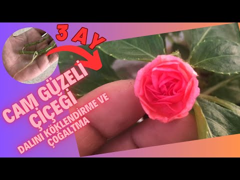 Cam Güzeli Çiçeği Dalı Nasıl Köklendirilir.- Cam Güzeli Çiçeği Nasıl Çoğaltılır.