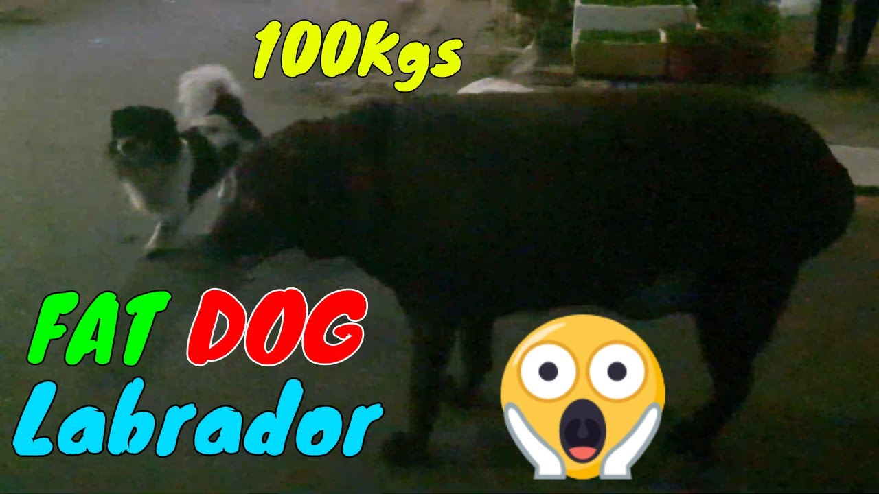 Nearly 100 Kgs Labrador Dog - Huge Fat But Very Friendly | Viral Dog ...