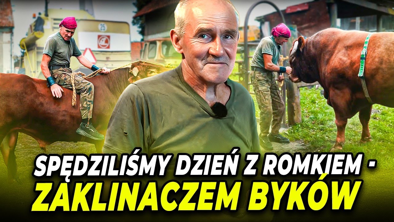 ROMEK ZAKLINACZ BYKÓW W AKCJI! TAK ZAJMUJE SIĘ BYKAMI - YouTube
