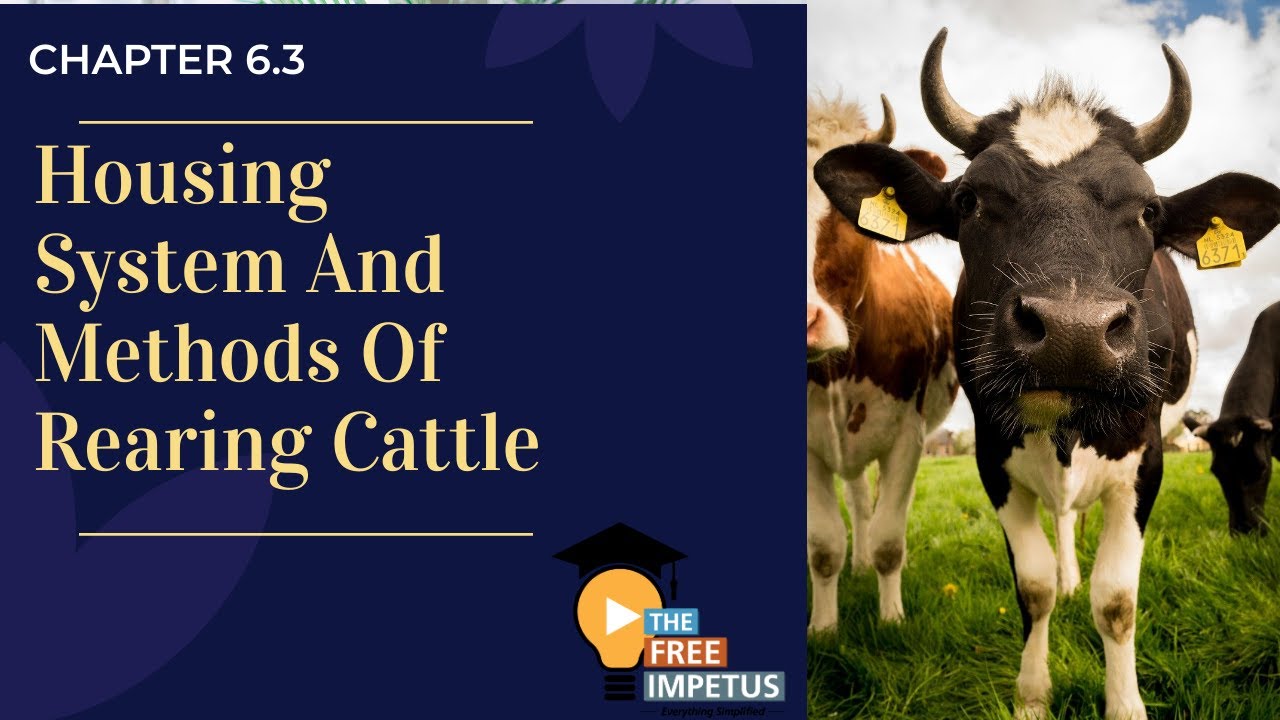6.3 Housing system and methods of rearing cattle for vhse lsm students ...
