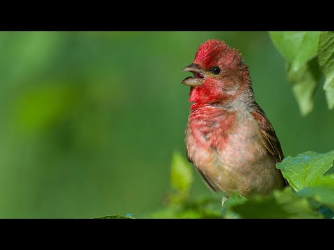 صدای توت خورک  Rosefinch Singing Sound - Çütre Sesi Ötüş