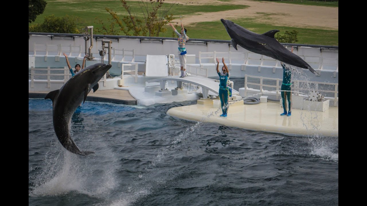 Complete Dolphin Show at Kyoto Aquarium. - YouTube