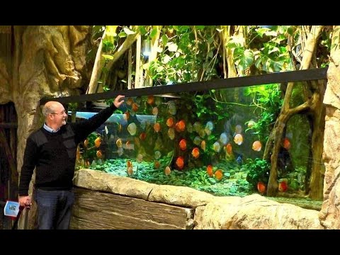 Feeding Time at Gorgeous Discus Fish Tank | Best Discus Planted ...