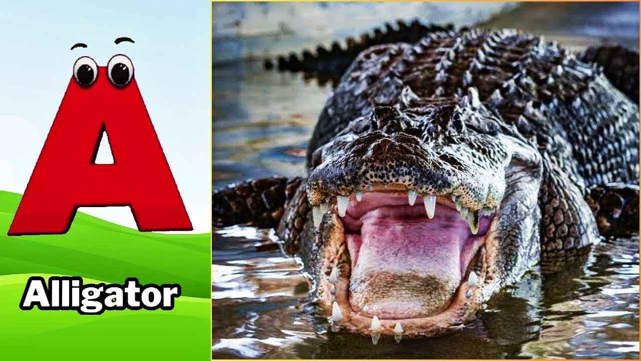 ABC Animals (Mammals) Song | Real Animals Song | Learn English ...