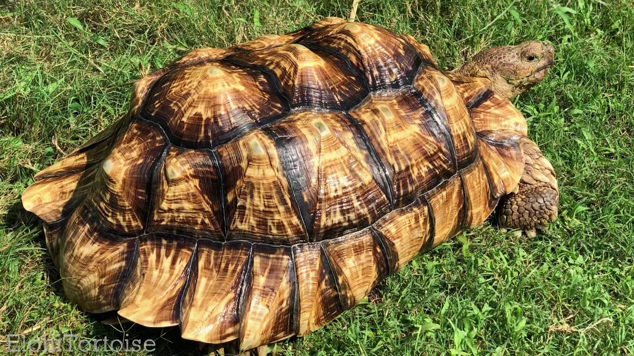 Hybrid Tortoise Lays Twin Egg! - YouTube
