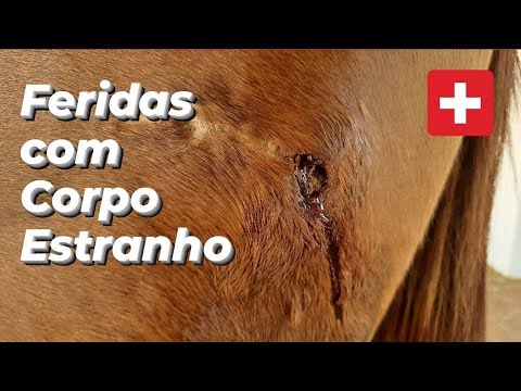 POR DENTRO DO BICHO | FERIDAS COM CORPO ESTRANHO - YouTube