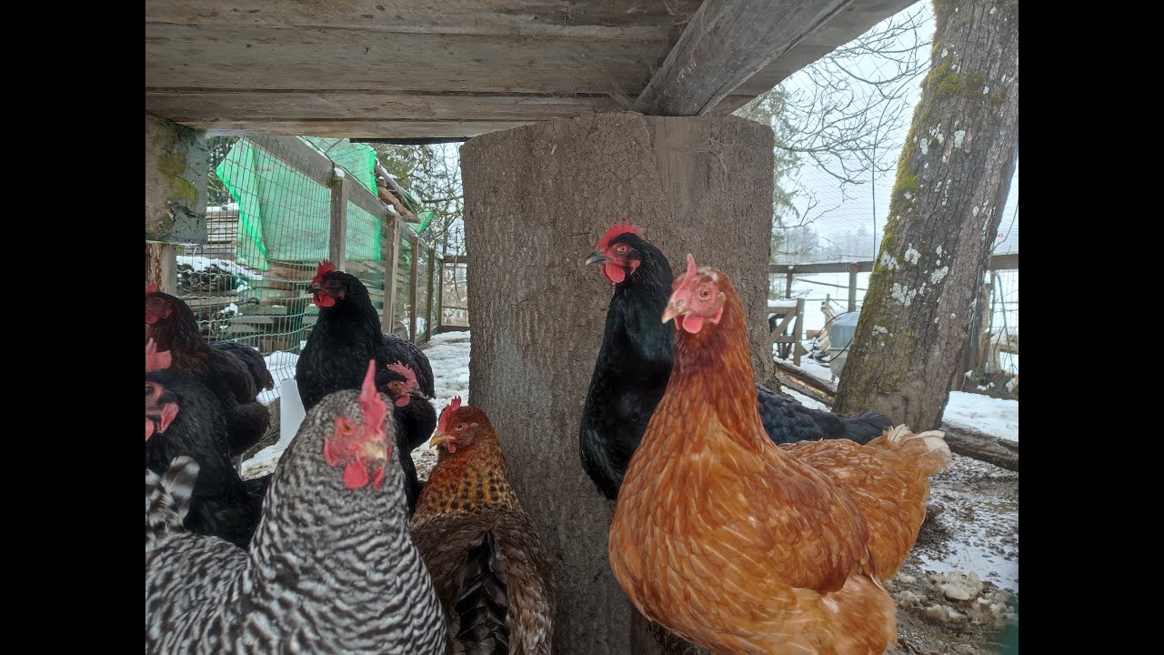 Chilling with Chickens while snowfall: Leave Your Stress Behind and ...