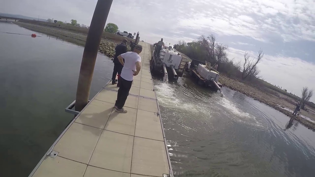 Steelhead planted at the Thermalito Afterbay - YouTube