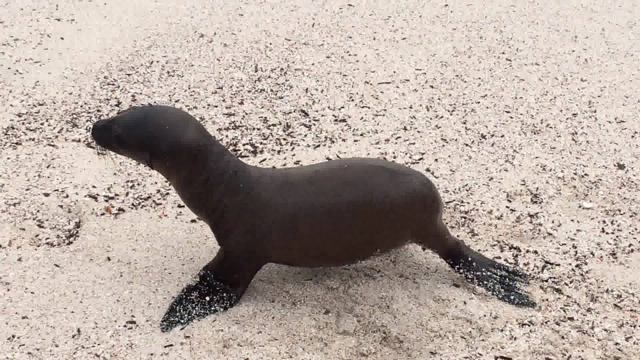 Baby Sea lion Running on the Sand 海獅寶寶在沙灘上跑步! - YouTube