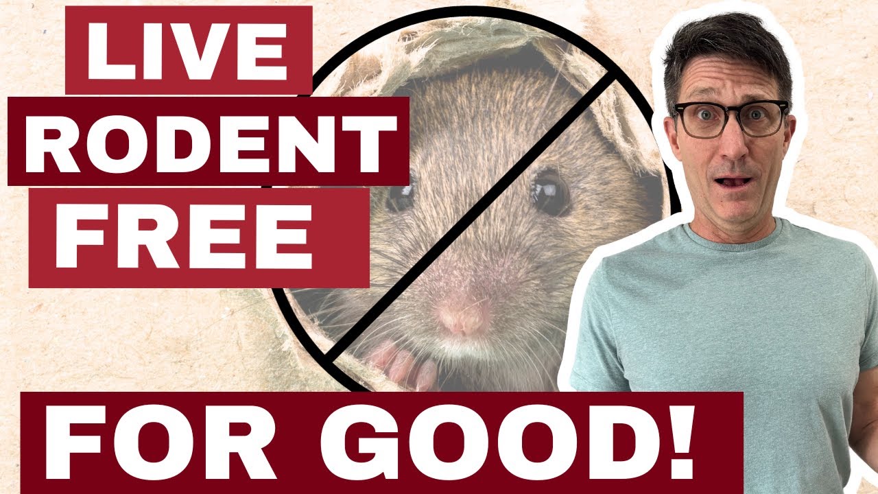 Rat Race in Your House? The Ultimate Guide to Keep Rodents OUT of Your ...