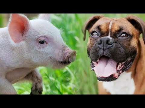 Pig meeting time || Pig And Dog Love Story || Dog mating - YouTube