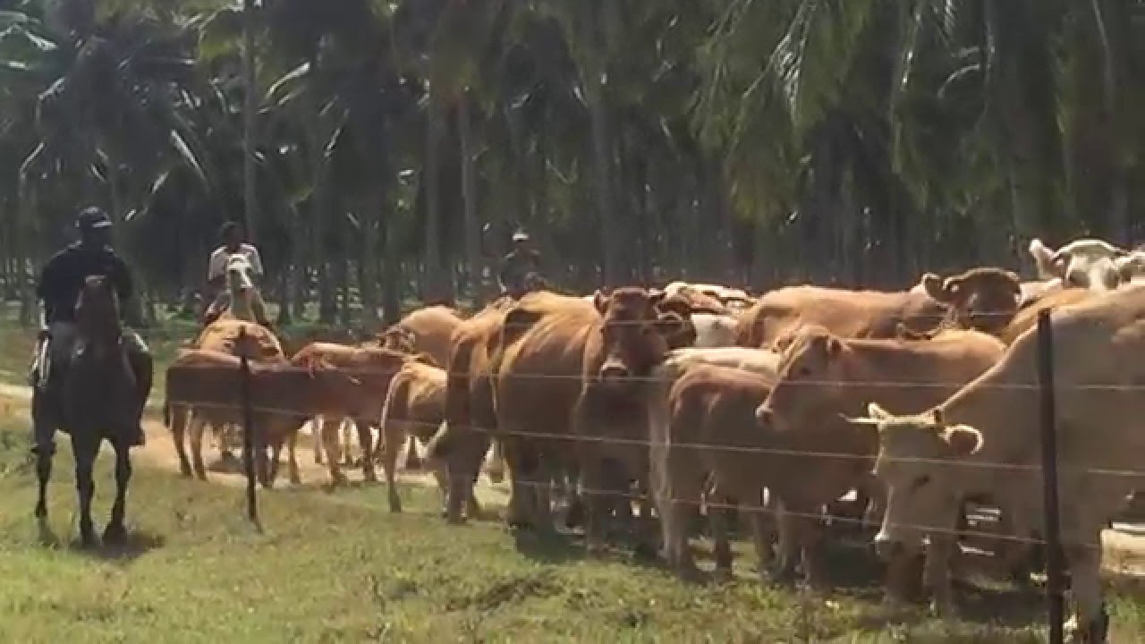 Santo free-ranging Cattle, moving up to higher green pastures - YouTube