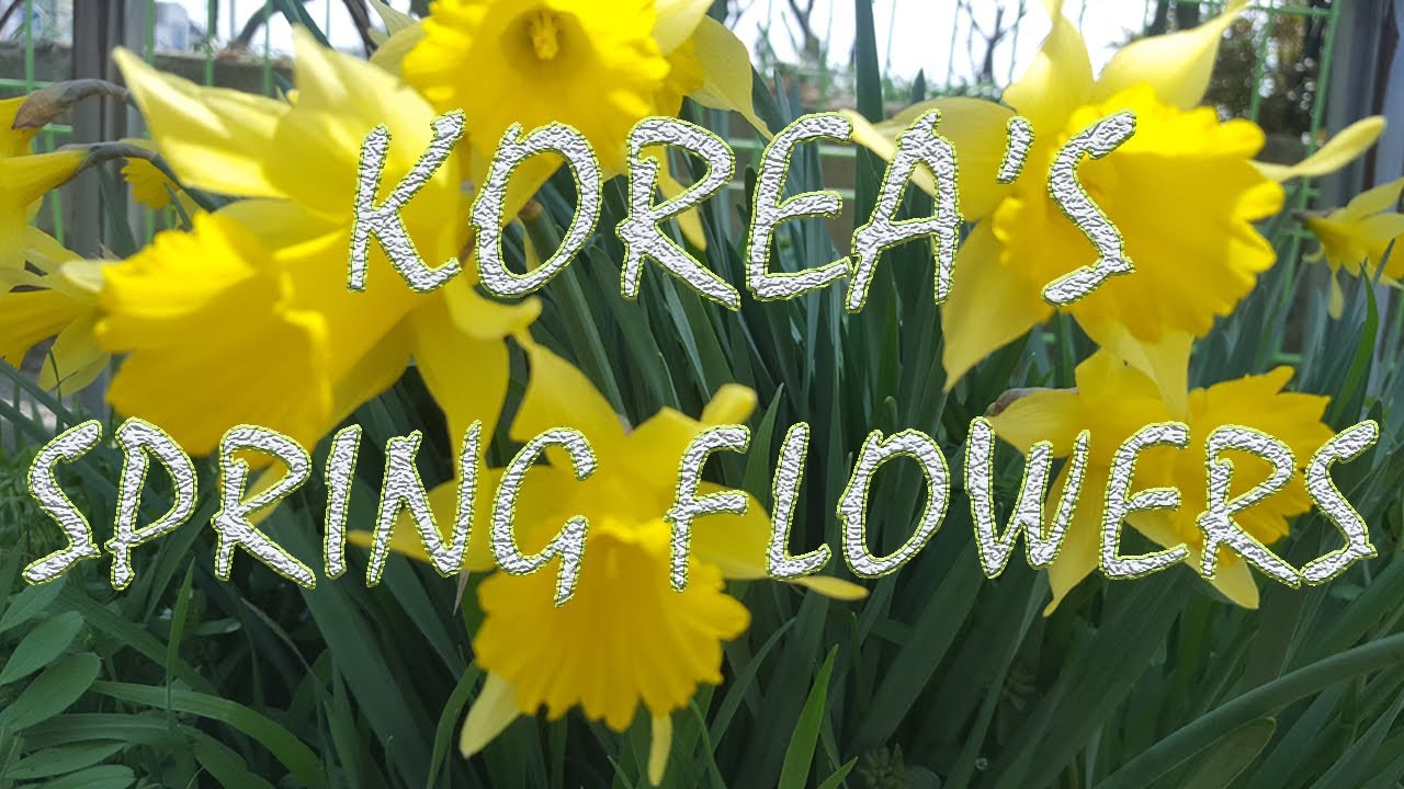 KOREA's SPRING FLOWERS 2021 GUNSAN SI SOUTH KOREA - YouTube