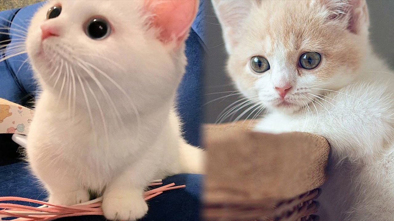 044 Funniest and cutest animals of the year!!! Funny and cute animal ...