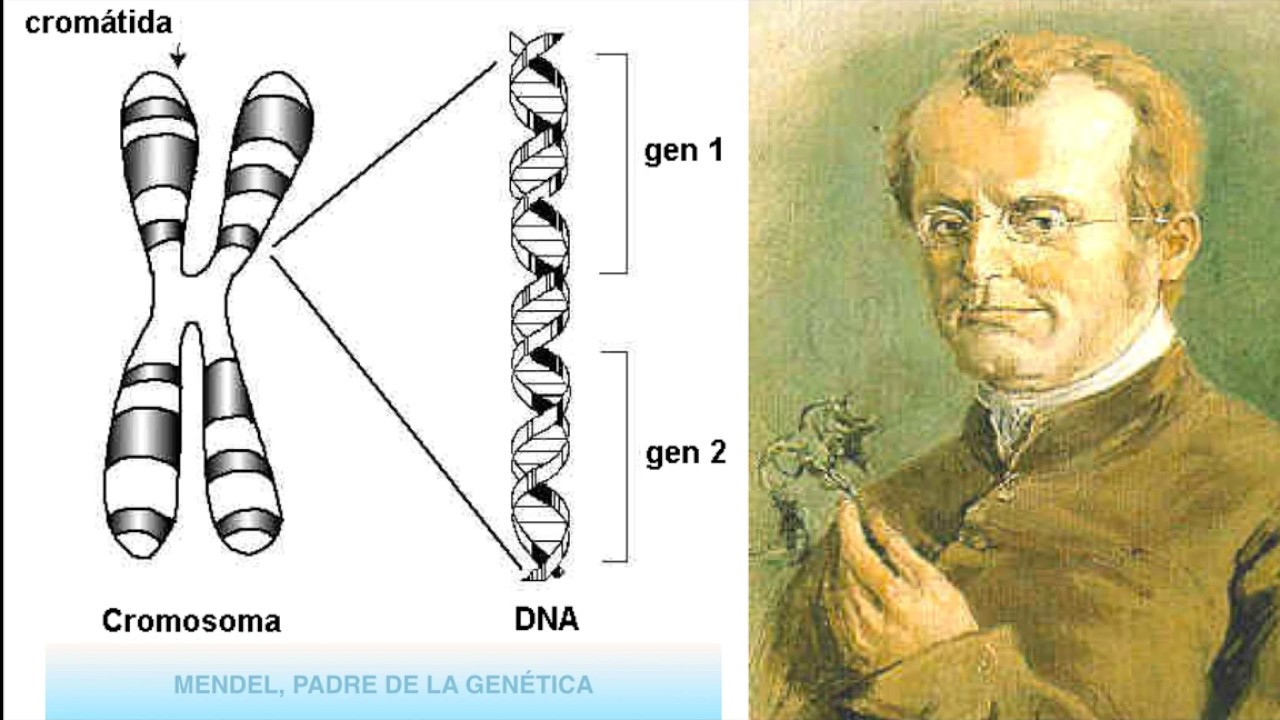 Genética mendeliana - 4eso - YouTube