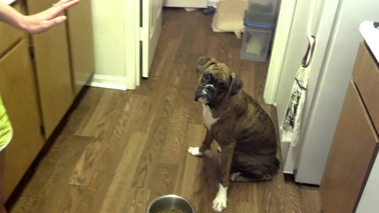 Boxer drool bubbles - YouTube