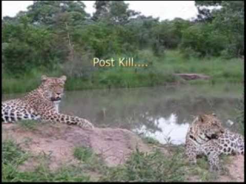 Leopard kills Python - Djuma South Africa - YouTube