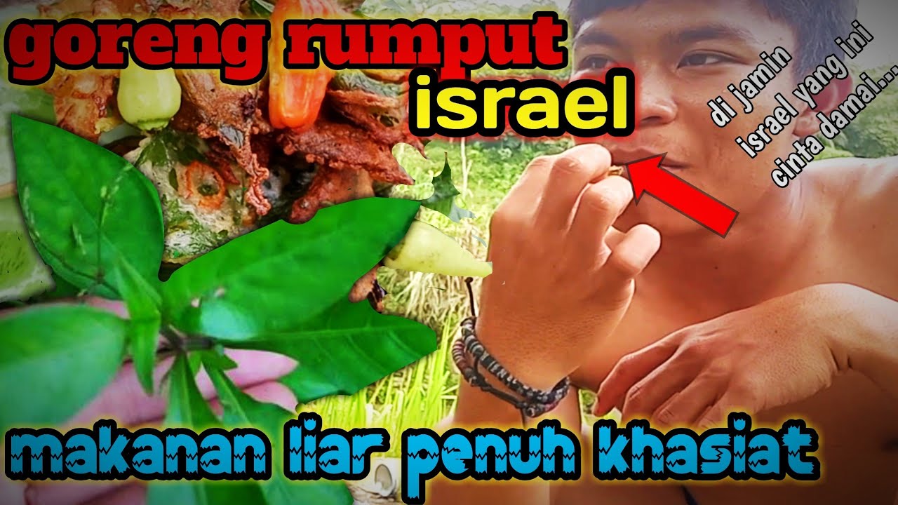 lalapan daun israel.daun sehat - YouTube