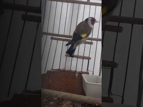 Saka ötüşü şakşaklar vicyolar bozuklarda var maşaallah #carduelis