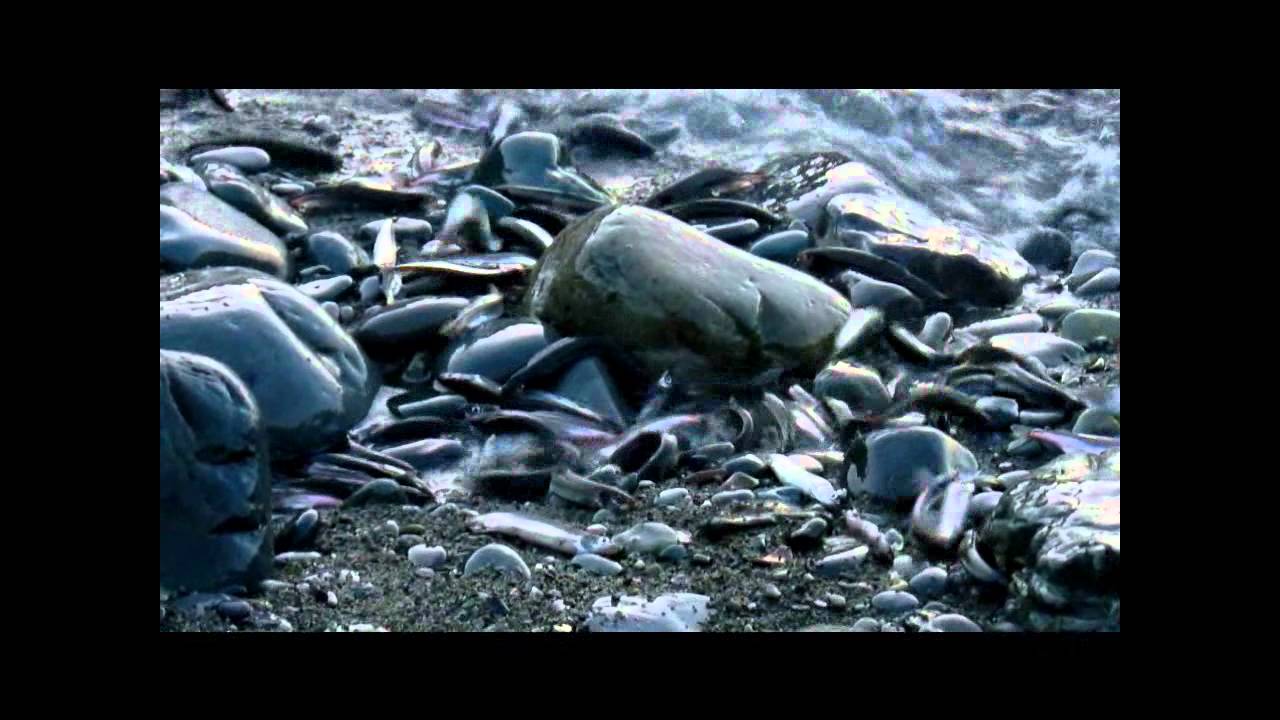 Caplin Rolling in Newfoundland.wmv - YouTube