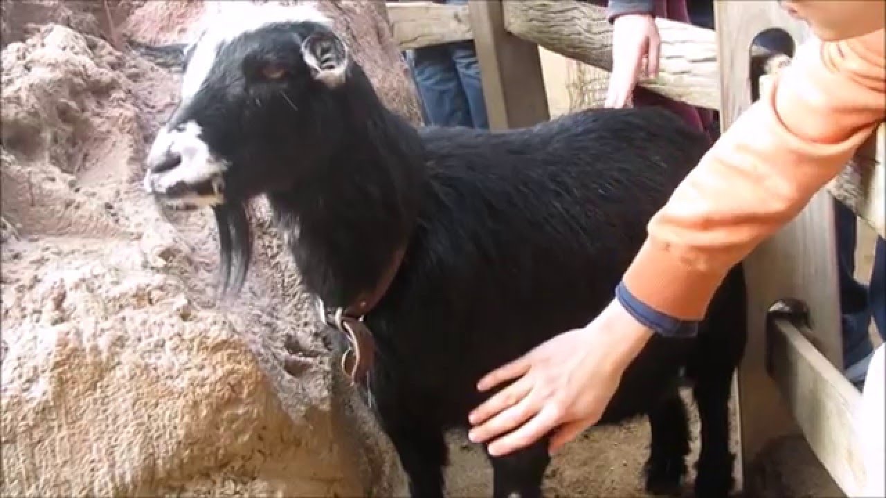 Final Day of Goats at Disneyland - YouTube