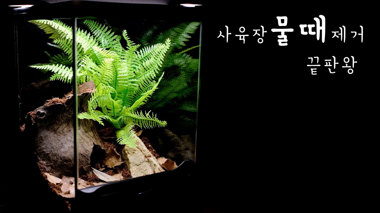 어항 사육장 유리에 물때 찌든때 깔끔하게 제거히는법 주워온 돌과 유목으로 타란튤라 판케이타이거 사육장 새로 꾸미기 Youtube