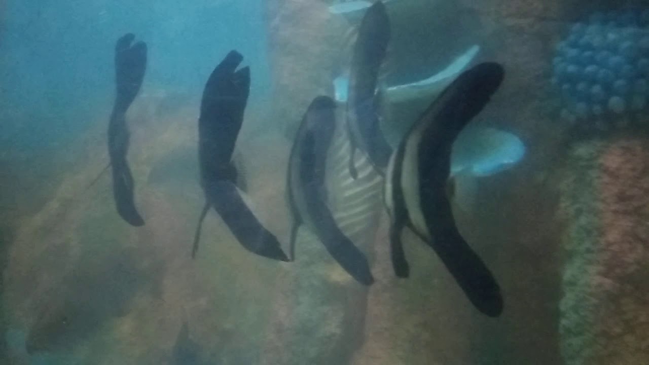 waterfall fish world - YouTube