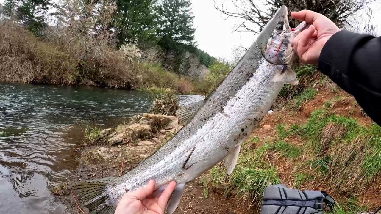 Beautiful March Chrome Steelhead! (God Scent Fishing) - YouTube