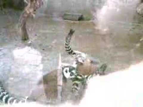 Ring Tailed Lemur Fight - YouTube