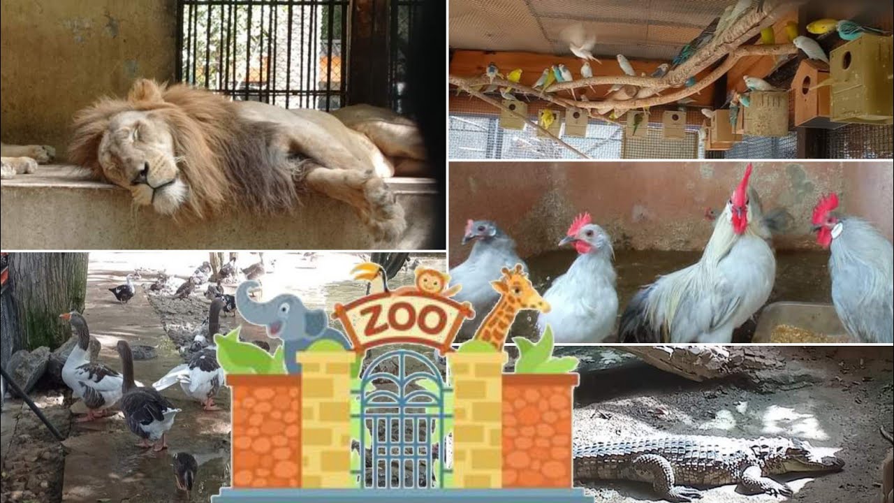 A fun trip to the zoo to see live and real animals 🐔🐦🐤🐓🦃🦁🐒🐃🐂🐄🦃🐕🐈🐇🐿 so ...