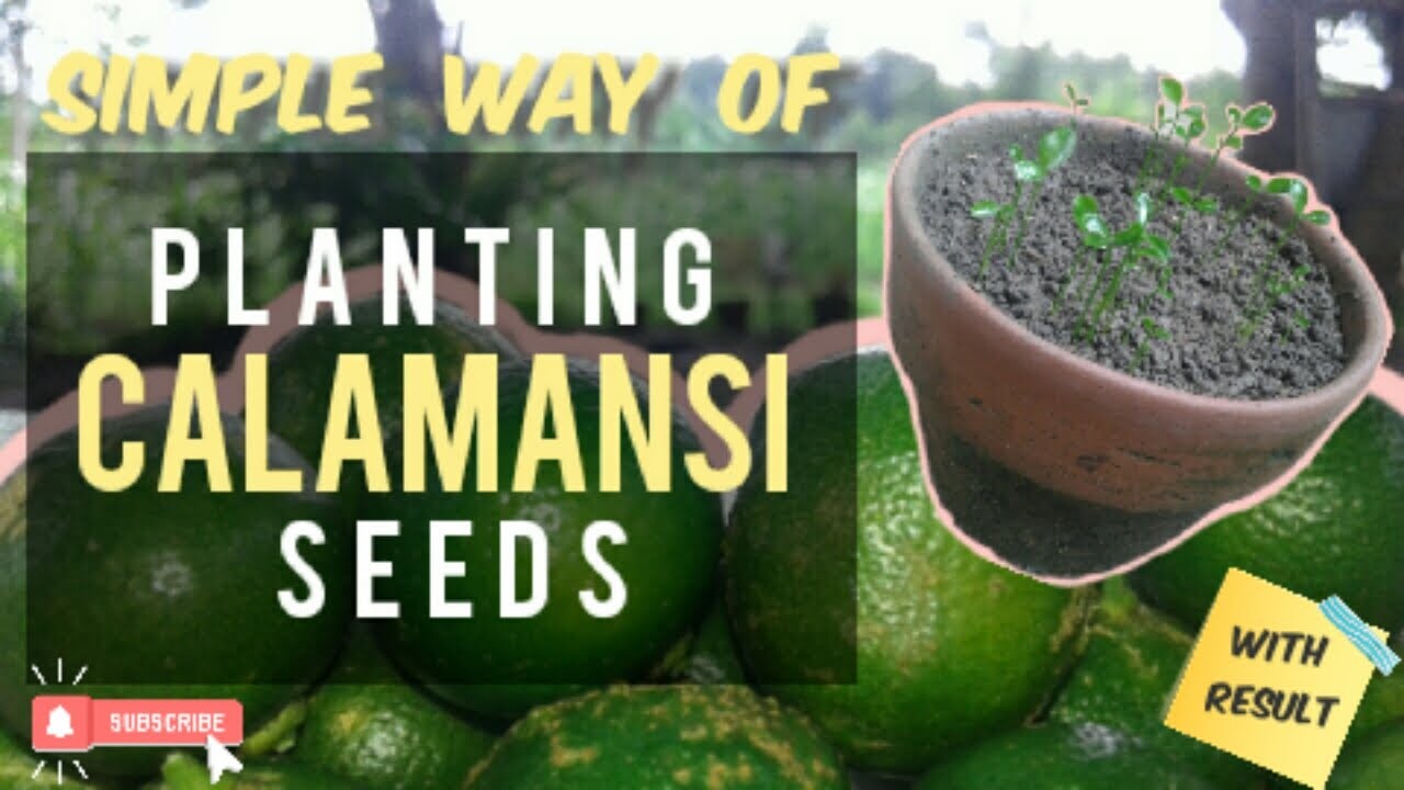(WITH RESULT) SIMPLE WAY OF PLANTING CALAMANSI SEEDS - YouTube