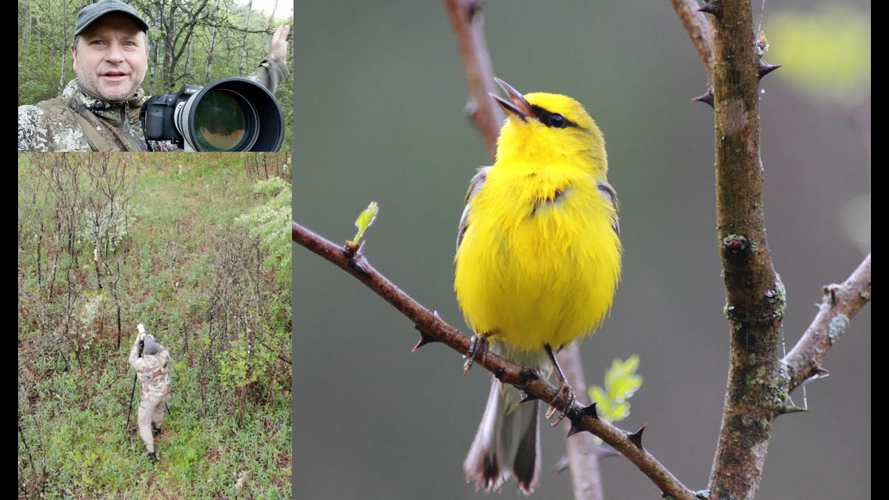 Wildlife Photography --Small Birds in Nature - Blue-winged Warbler ...