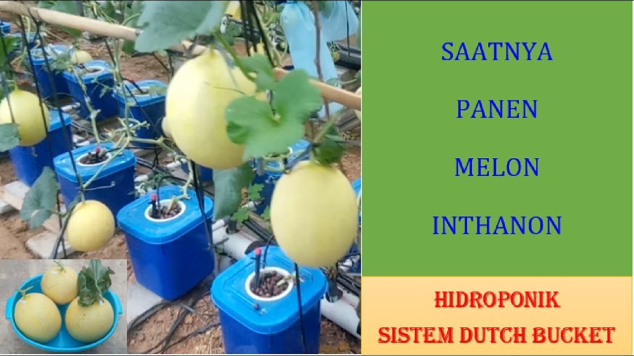 Panen Melon Inthanon Hidroponik Sistem Dutch Bucket - YouTube