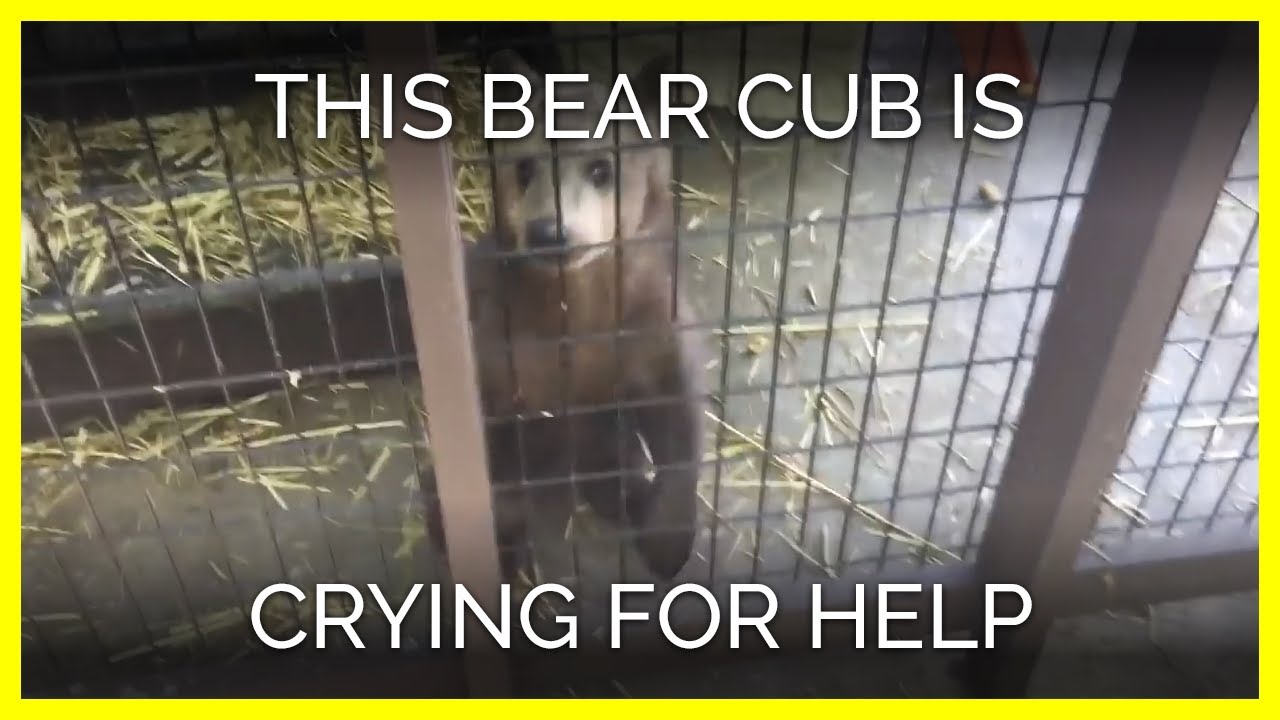 Bear Cub Crying and Pacing at Pymatuning Deer Park - YouTube
