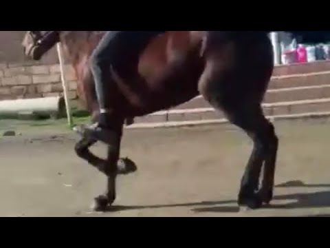 Yorga Atlar Atilla (Gence) Maraqli Videolari gonderin: 👉WhatsApp +79266206463