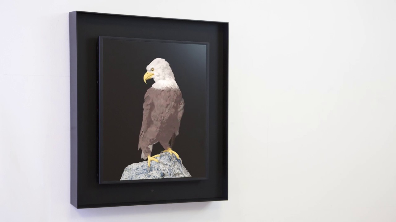 'Ruffled: Bald Eagle (Large)' by Dominic Harris - YouTube