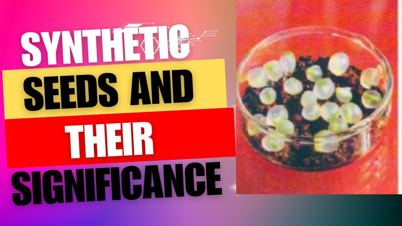 Synthetic seeds and their significance - YouTube