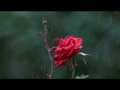 Bağışlamaram... (AI)