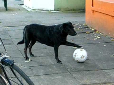 Labrador dog playing soccer football - YouTube