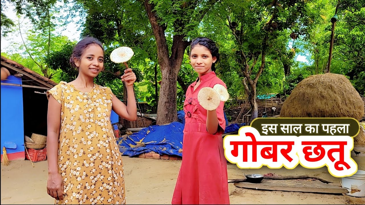 इस साल का पहला गोबर छतू 🍄😋 | village natural Mashroom 🍄 | gobar chhatta ...