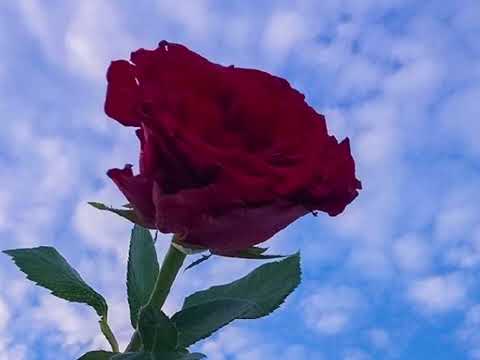 GÜL Dalında Güzel Kadınları Üzmeyin ❤️